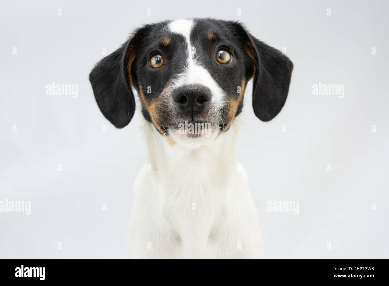 Portrate funny puppy dog with concentrate face expression. Isolated on ...