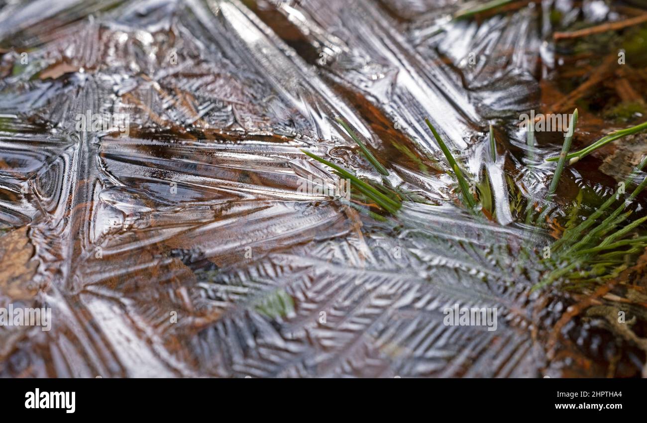 Geometry of the ice surface in swamp waters, Kemeri National Park ...