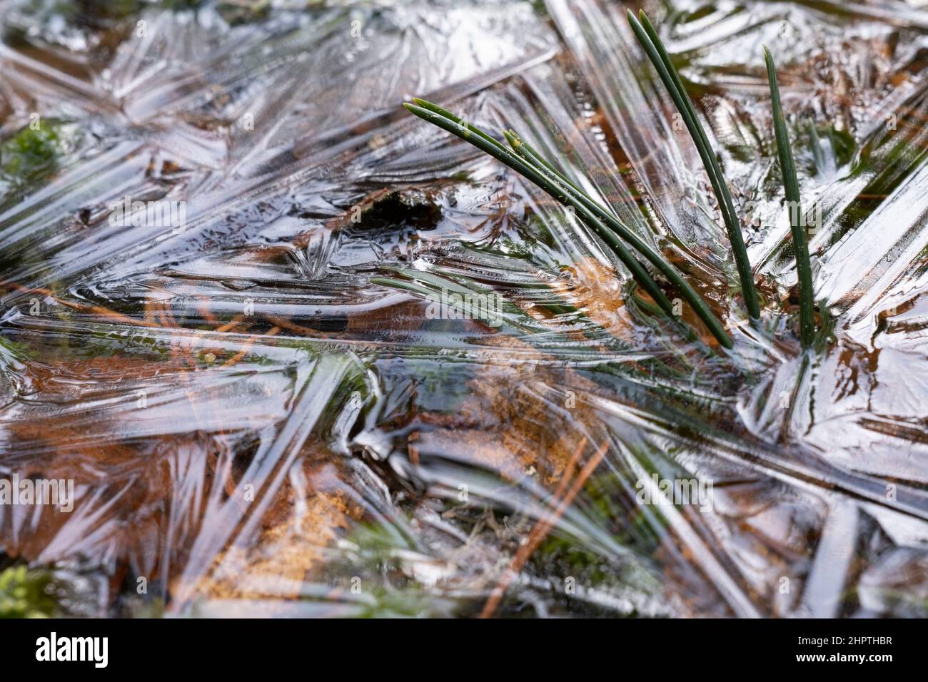 Geometry of the ice surface in swamp waters, Kemeri National Park ...
