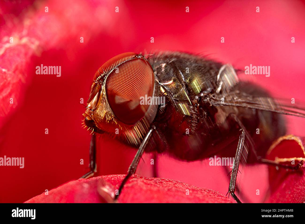 Big housefly with big red eyes sitting inside a red rose Stock Photo ...