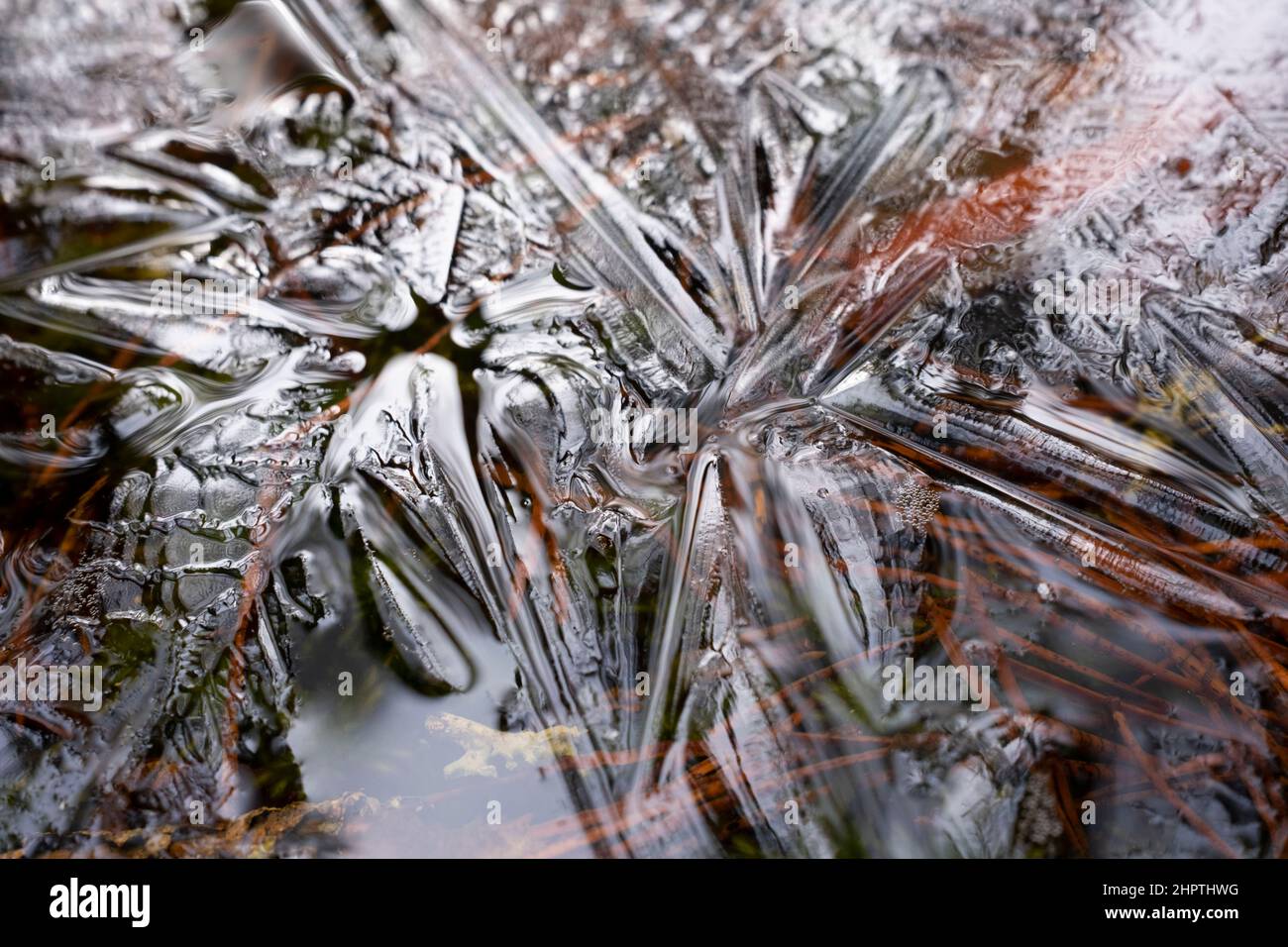 Geometry of the ice surface in swamp waters, Kemeri National Park ...