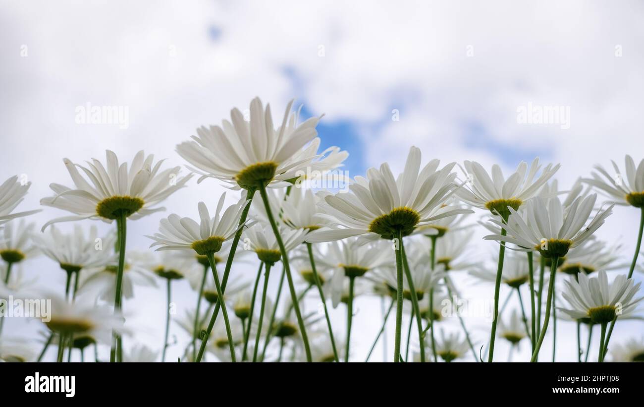 Bottom view. Petals, sky, clouds. Leucanthema vulgaris, commonly known ...