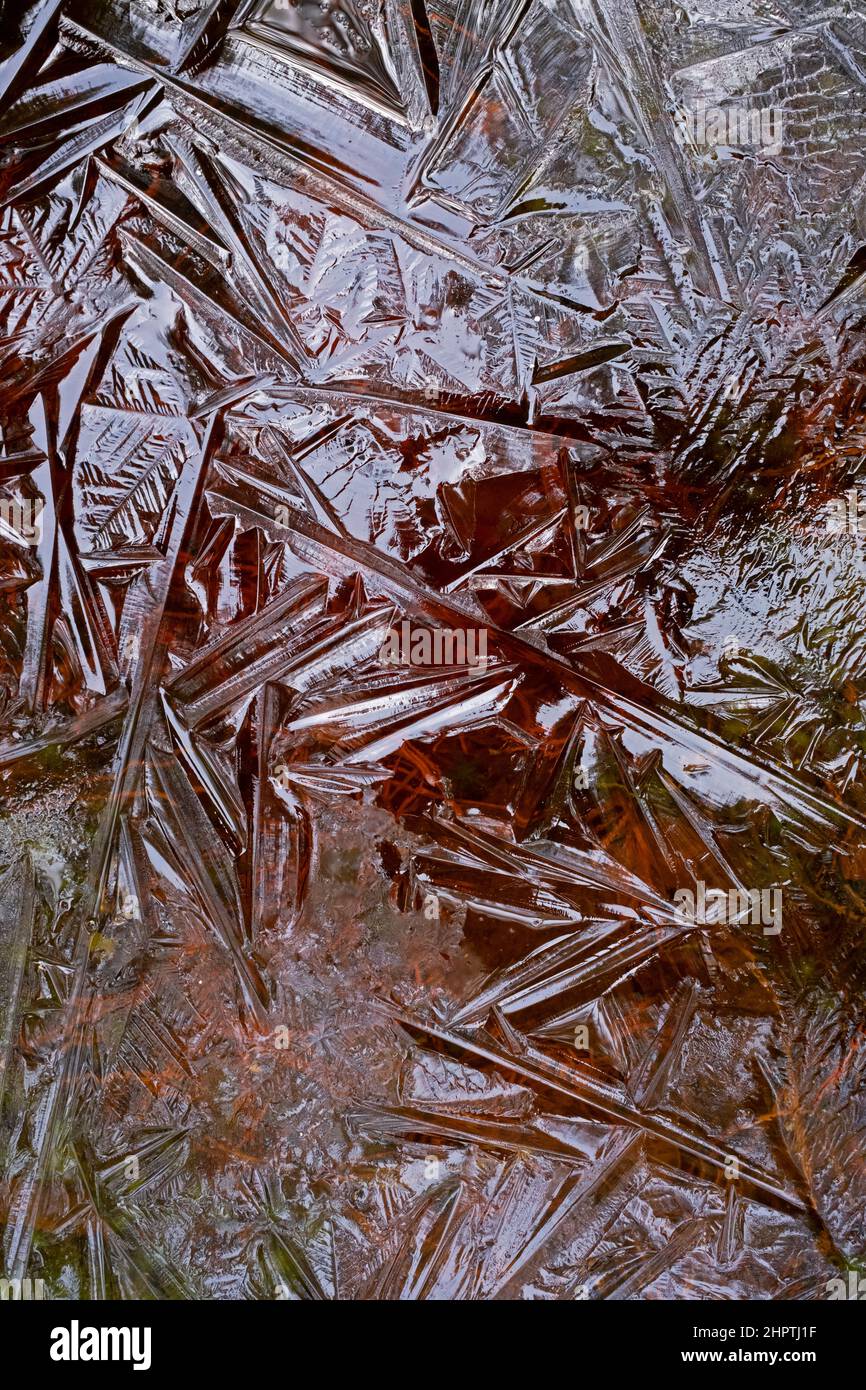 Geometry of the ice surface in swamp waters, Kemeri National Park ...