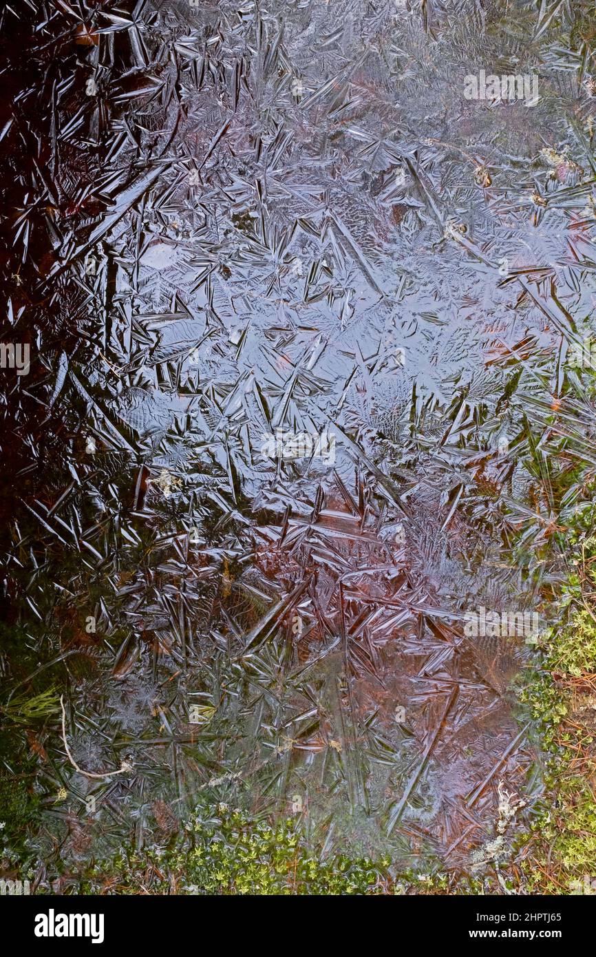 Geometry of the ice surface in swamp waters, Kemeri National Park ...