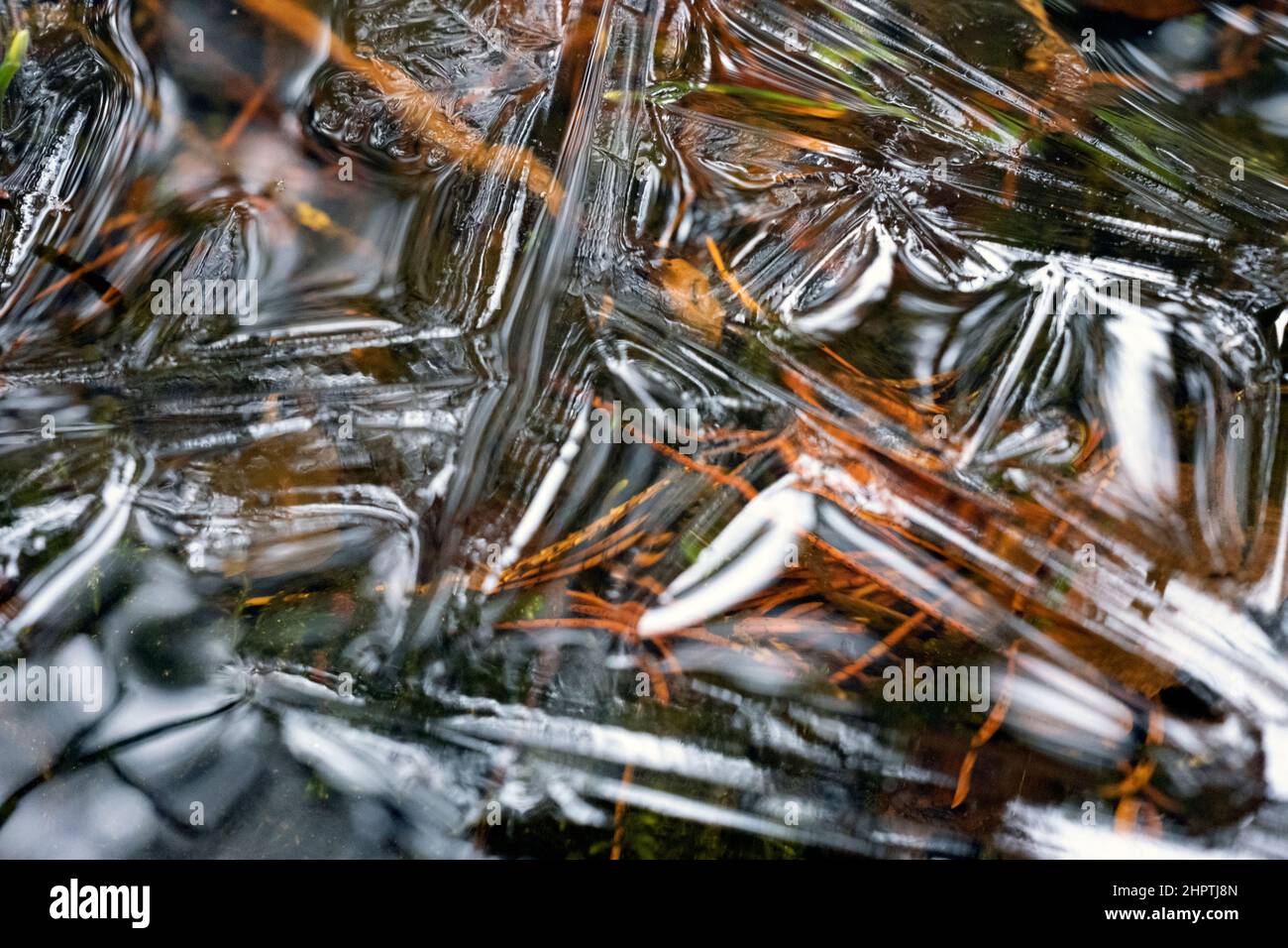 Geometry of the ice surface in swamp waters, Kemeri National Park ...