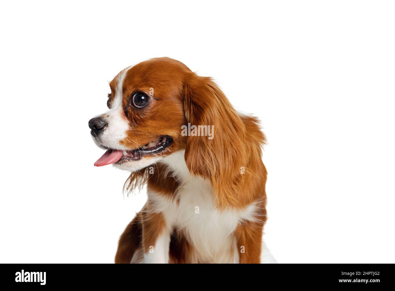 Cute doggie, King Charles Spaniel posing isolated over white studio ...