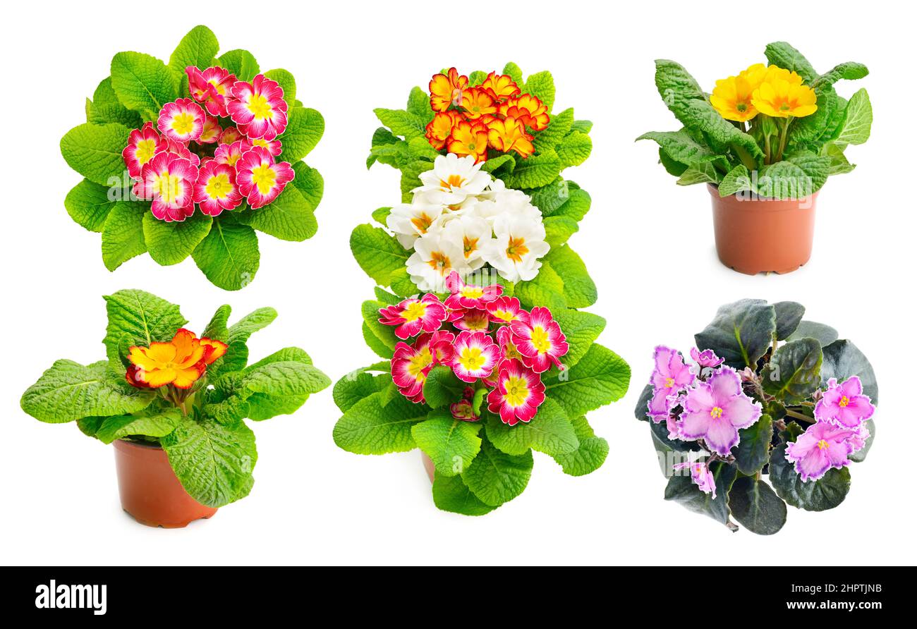 Multicolored fresh violets from different angles isolated on white ...