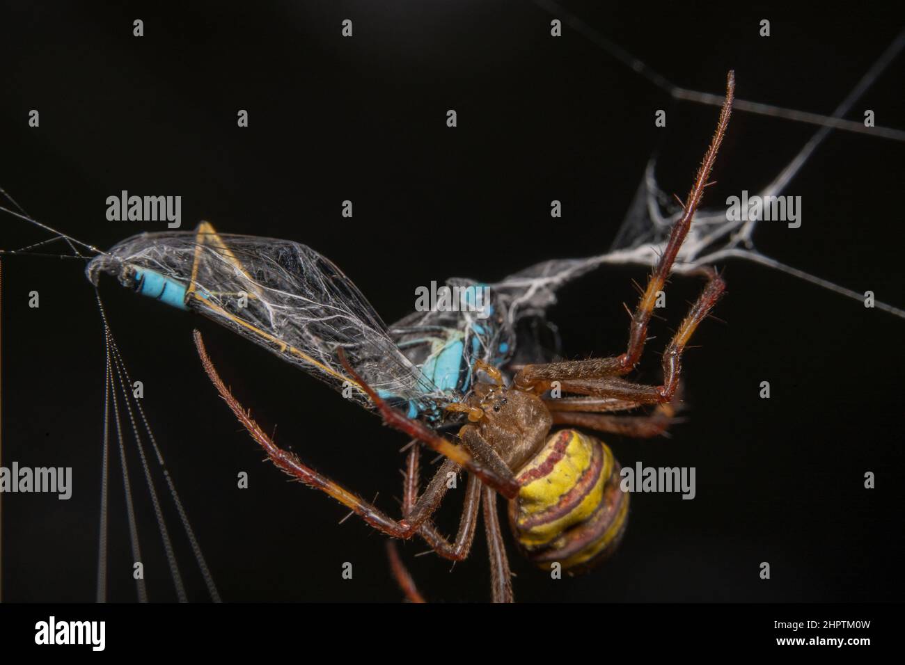 St andrew's cross spider wrapping up a damsel fly on its webs Stock ...