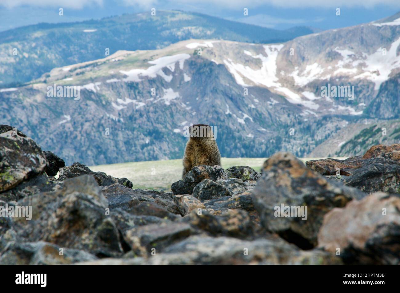 Marmot Living in the Sunny Subalpine and Alpine Rock Piles, of the ...