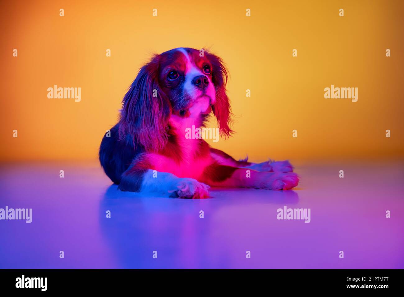 Portrait of little purebred dog, King Charles Spaniel lying on floor ...