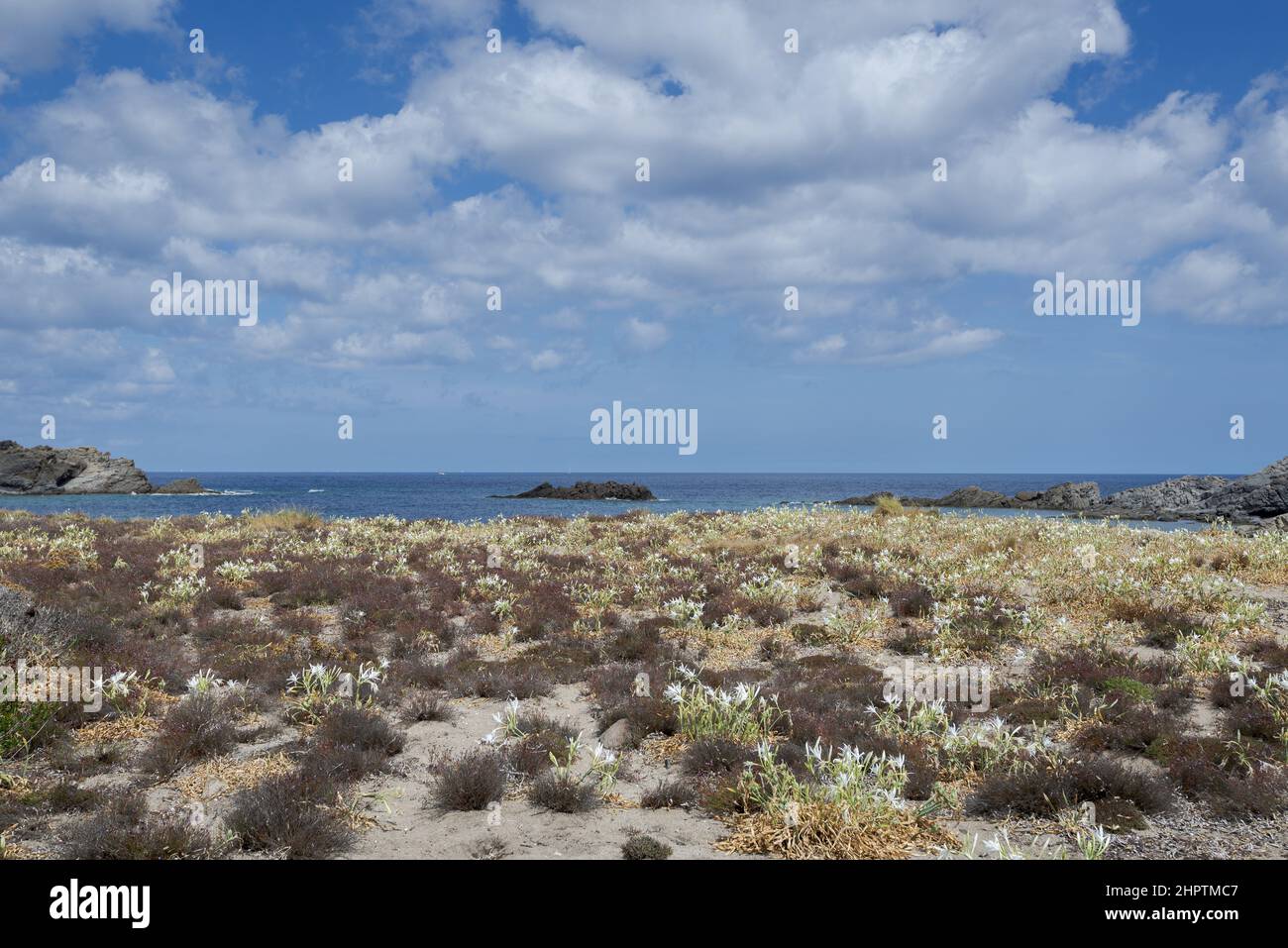 Psammophile hi-res stock photography and images - Alamy
