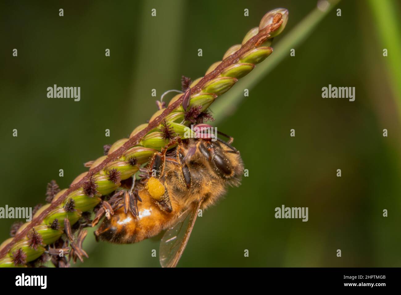 Honey bee hanging upside down hi-res stock photography and images - Alamy