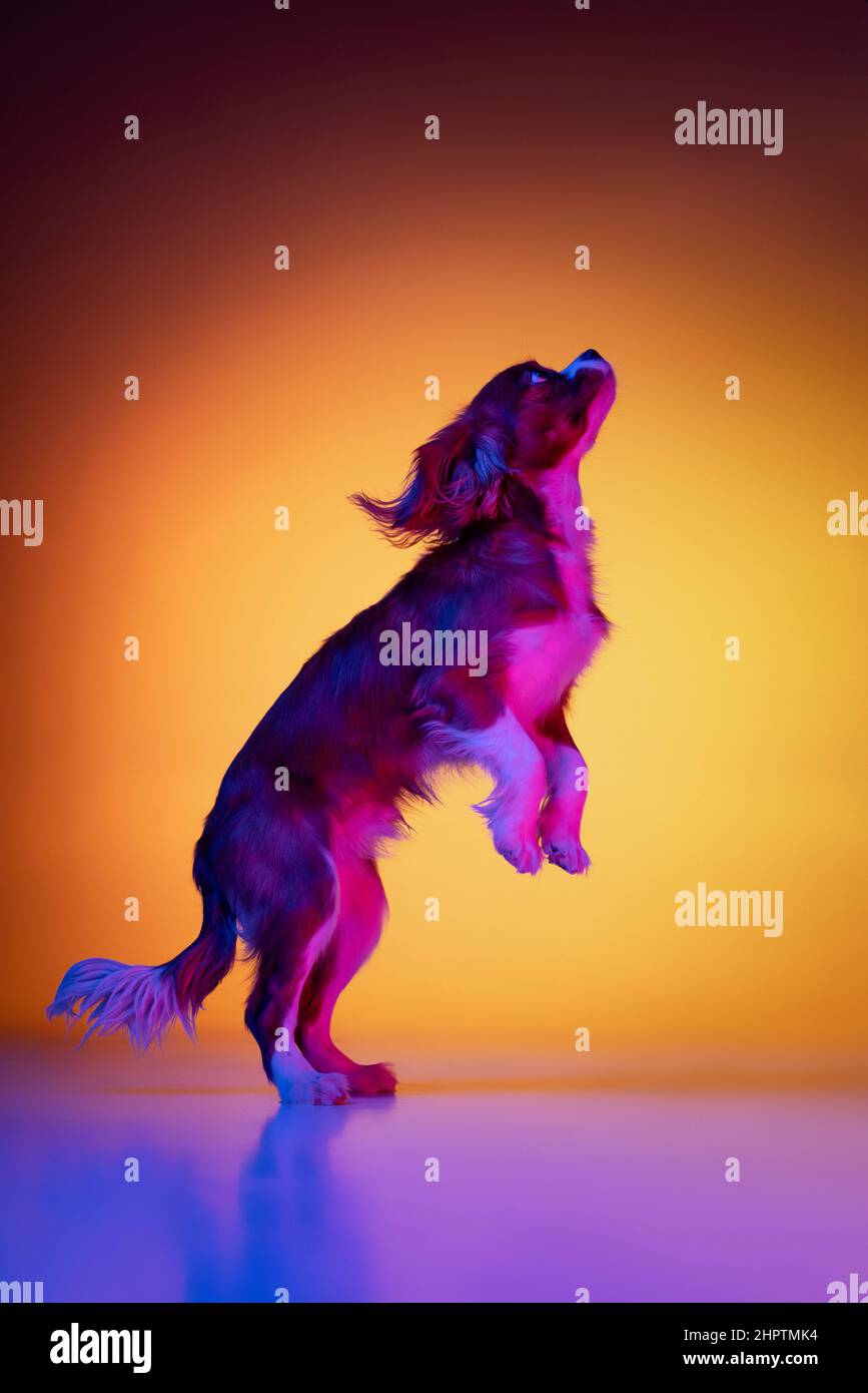 Portrait of little purebred dog, King Charles Spaniel isolated over ...