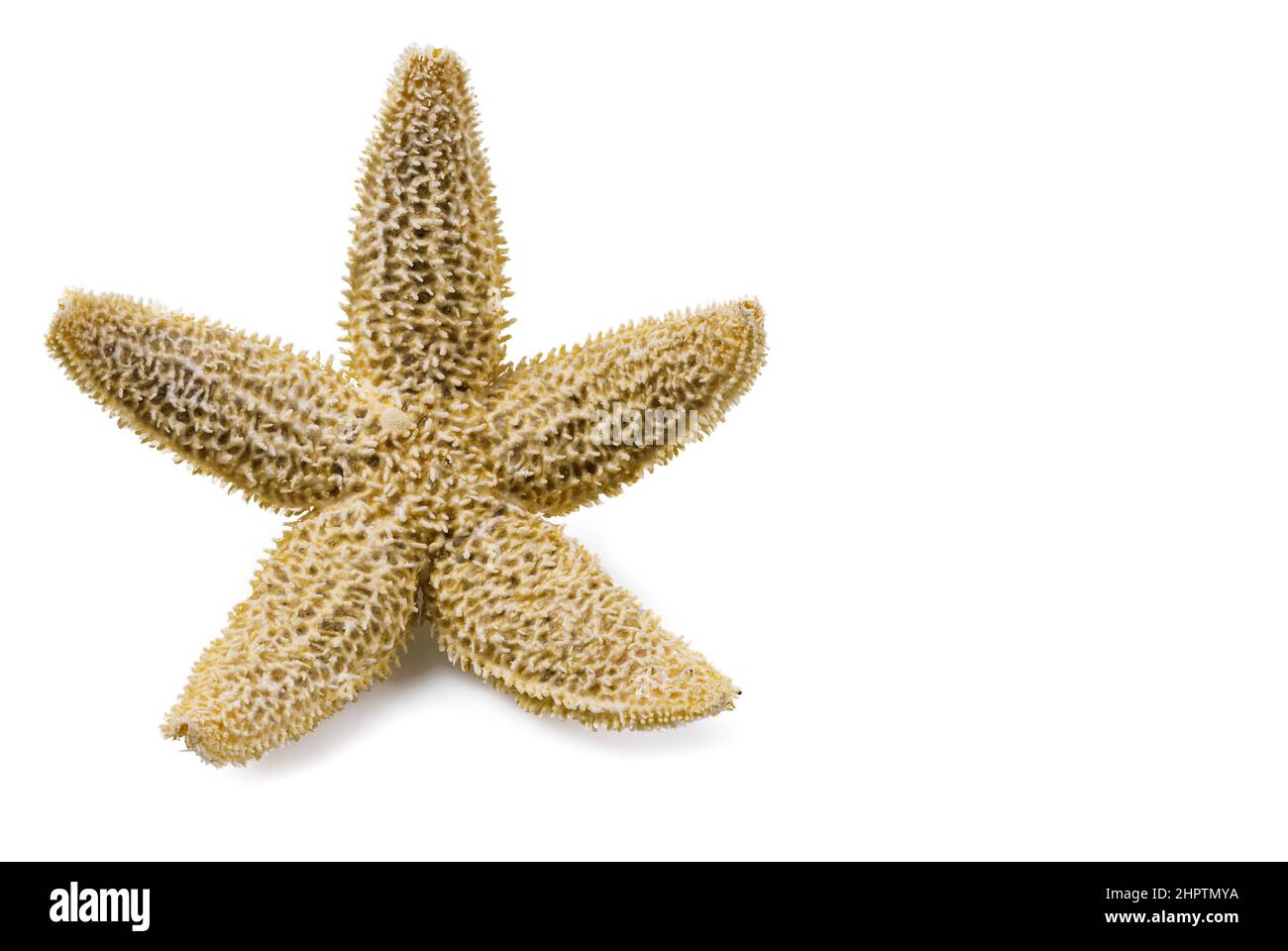 Macro view of sea star isolated on white background Stock Photo - Alamy