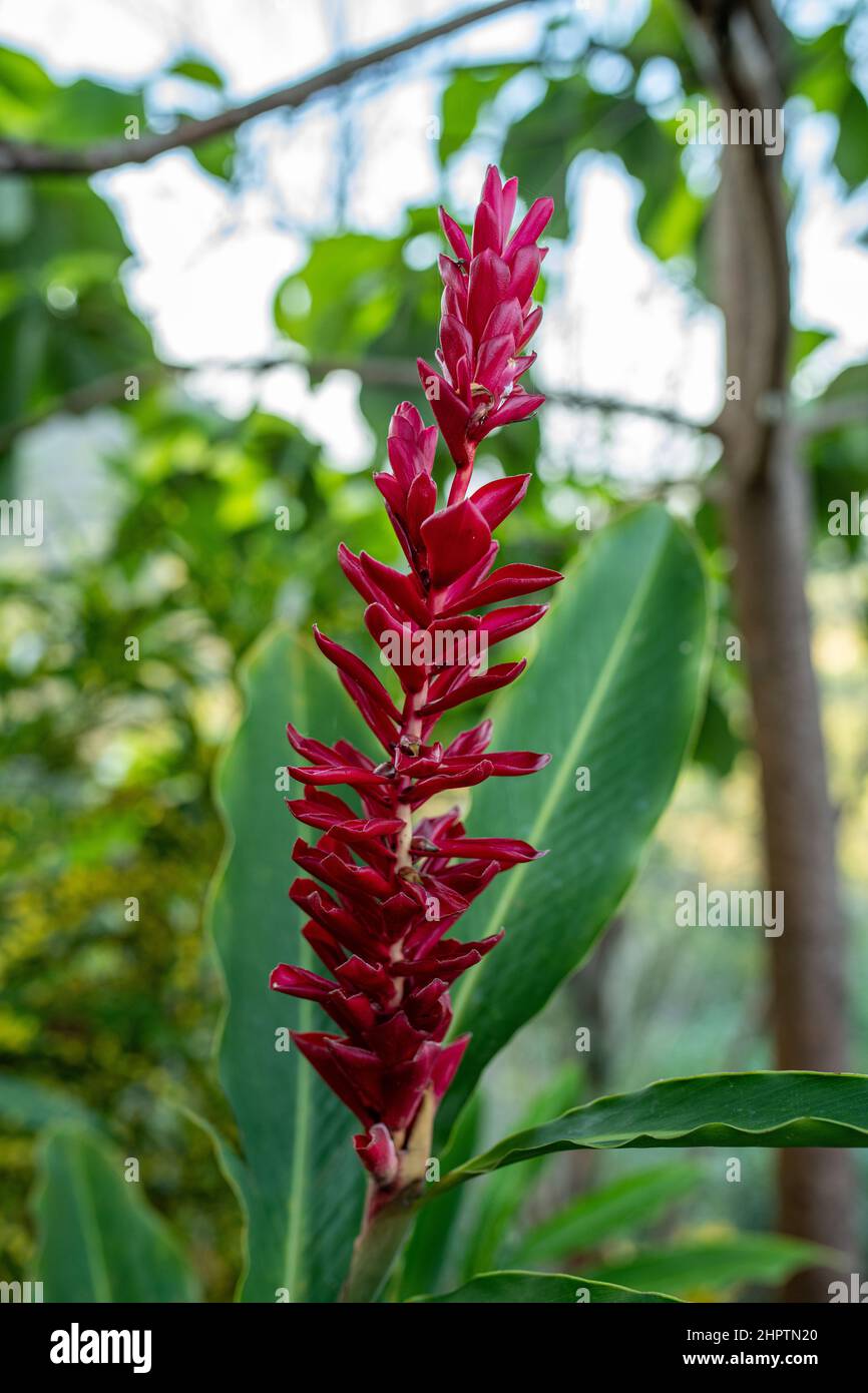 Reserva natural colombia hi-res stock photography and images - Alamy