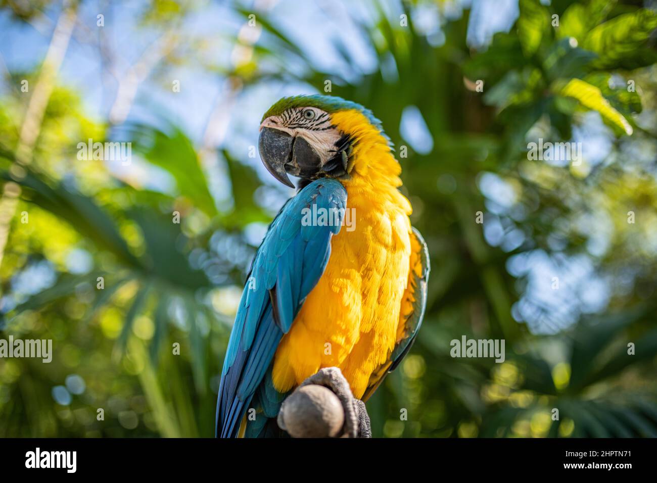 A macaw parrot at Reserva Natural Tierra Adentro Hotel in Minca ...
