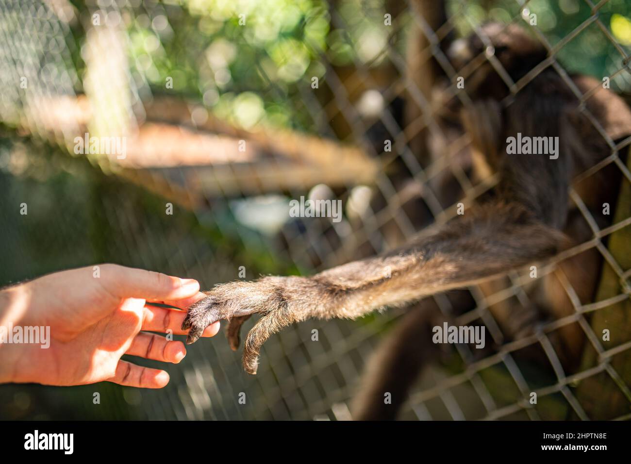 A monkey touching a man's hand at a nature reserve in Minca, Colombia ...