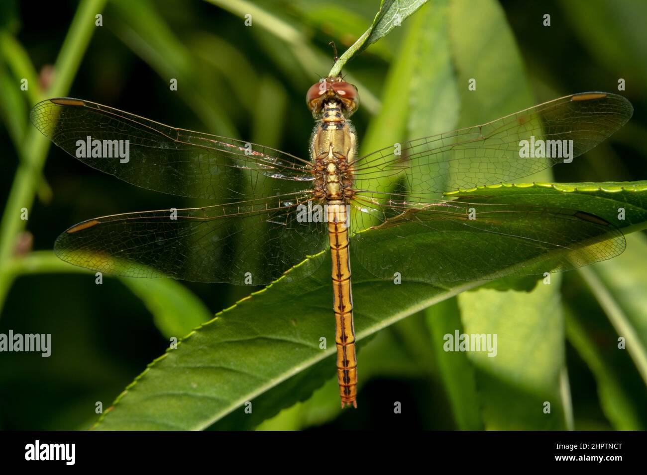 Thin dragonfly hanging on a green plant Stock Photo - Alamy