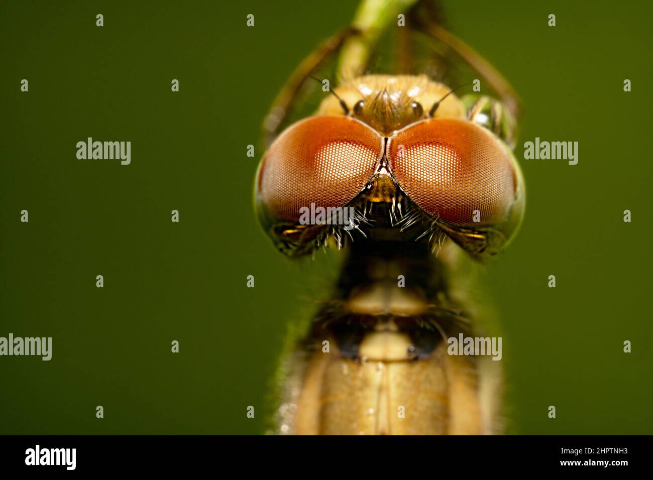 Red and glowing eyes of a dragonfly Stock Photo - Alamy