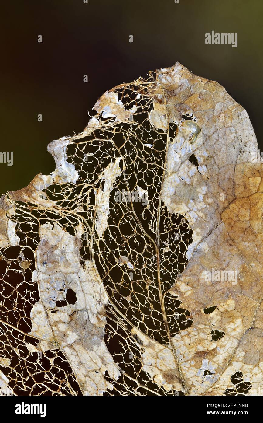 Leaf decomposition creating a leaf skeleton showing a fine mesh of ...