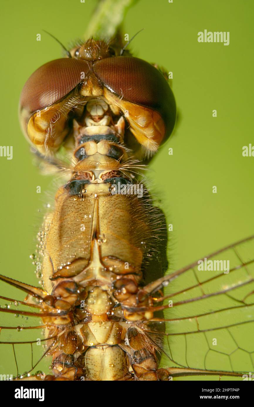 Orange dragonfly with big red eyes Stock Photo - Alamy