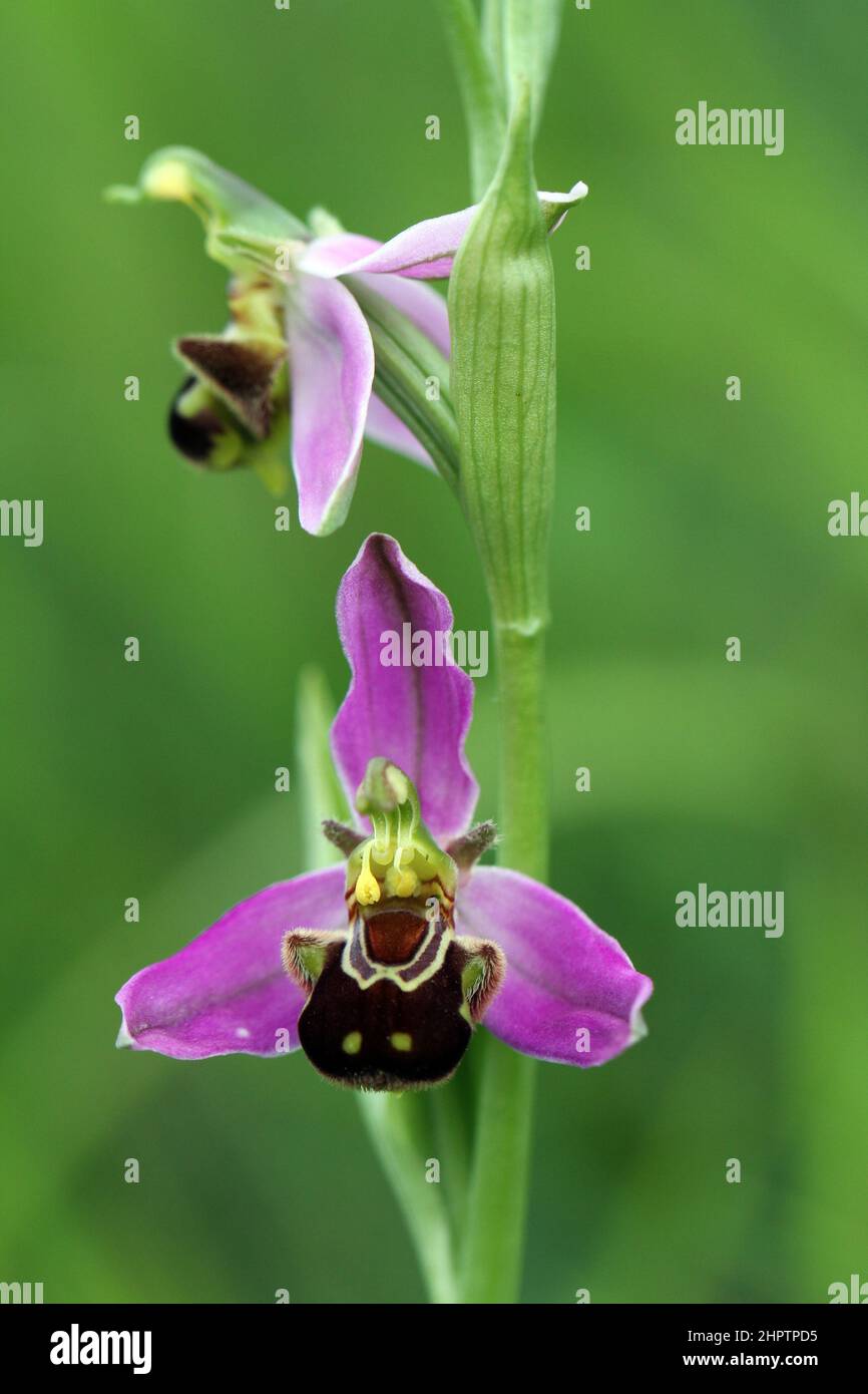 Bee Orchid, Ophrys apifera, Kent, England Stock Photo - Alamy