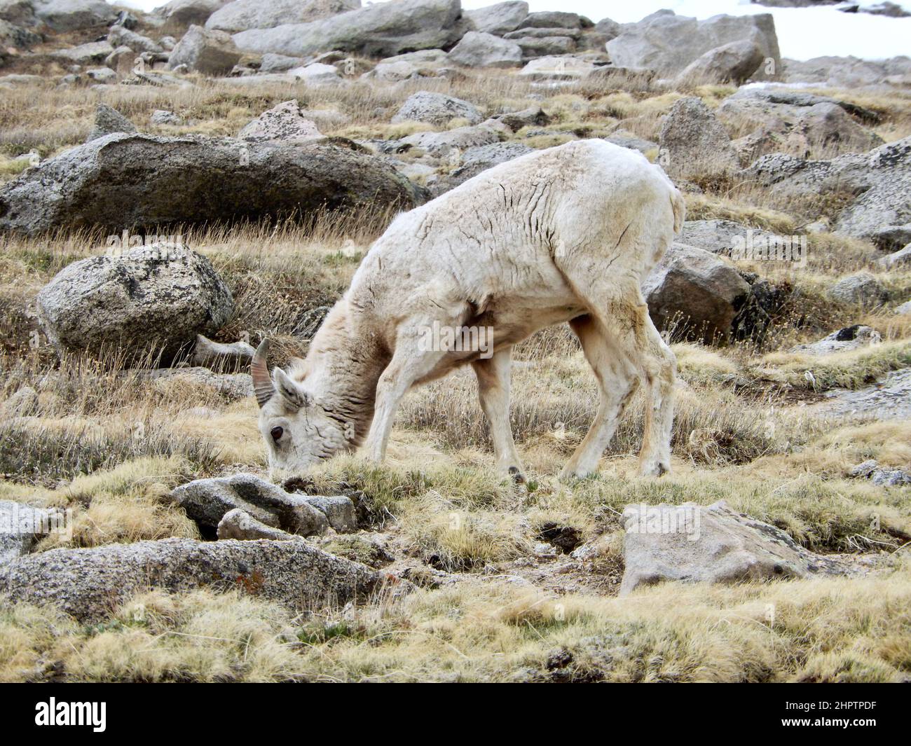 Wild Mountain Goats or Rocky Mountain goat, Along the Rocks and ...