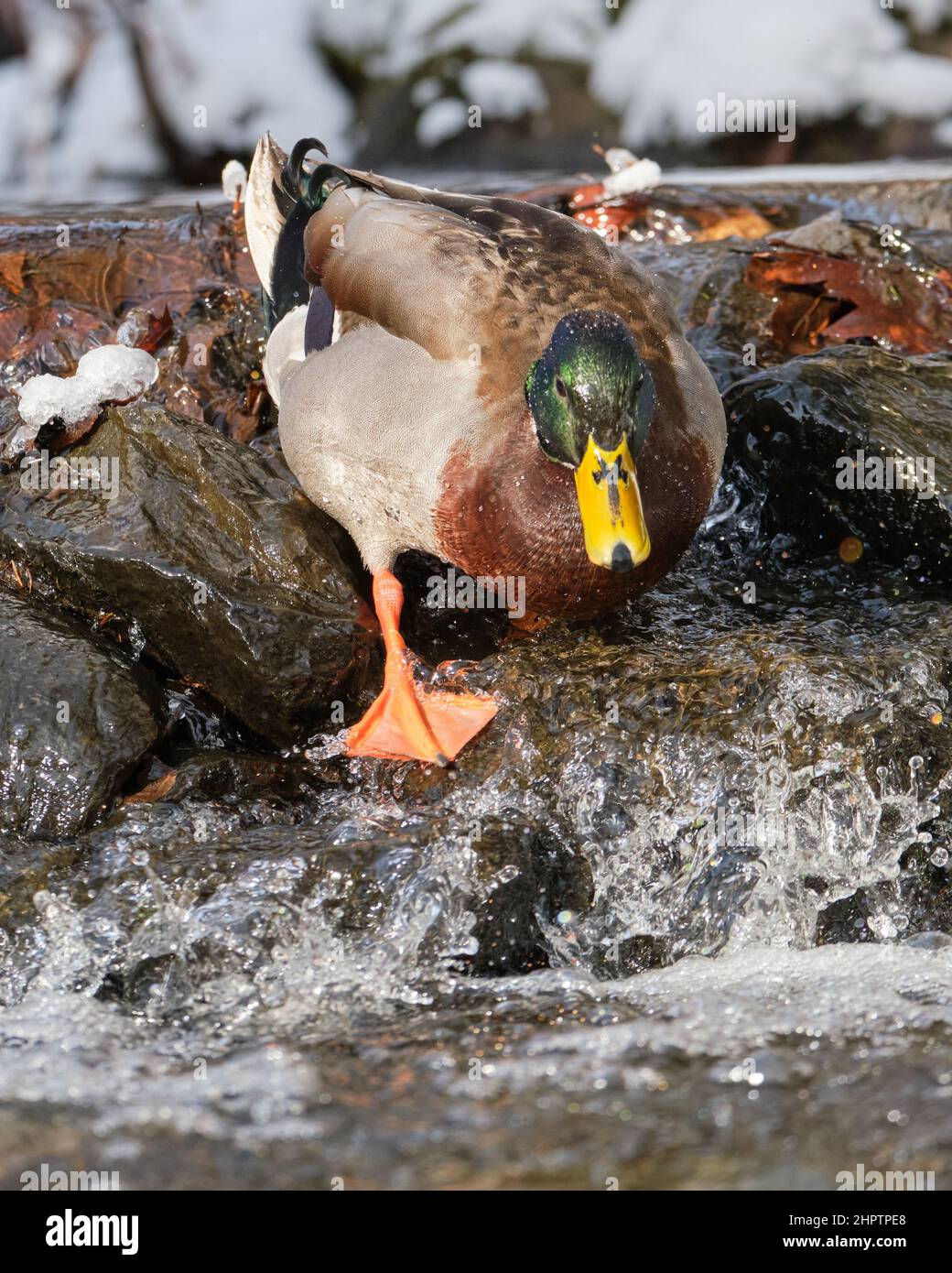 Male Mallard duck proceeding down a water cascade in a stream Stock ...