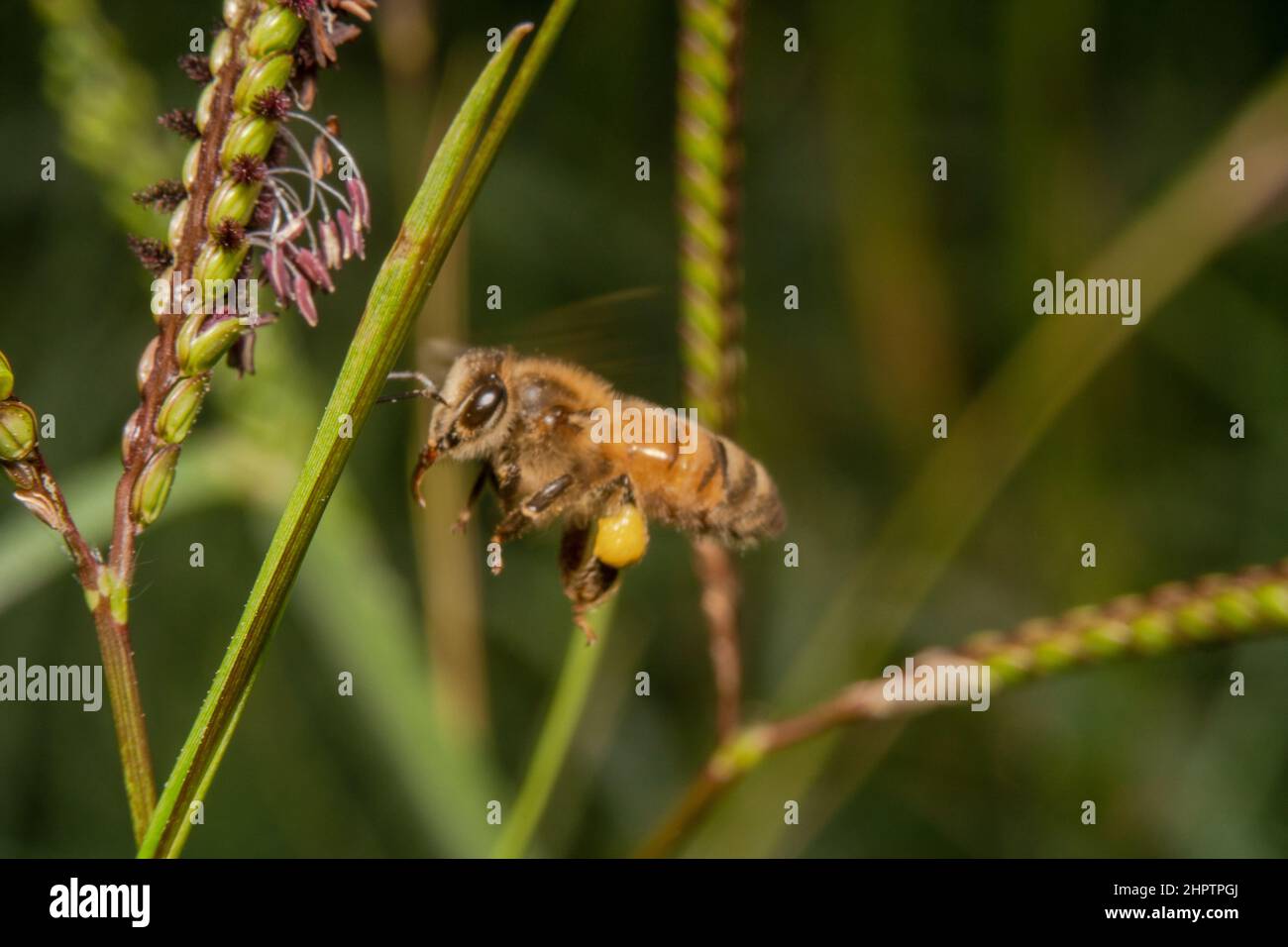 Hovering bee with nectar bag on its legs Stock Photo - Alamy