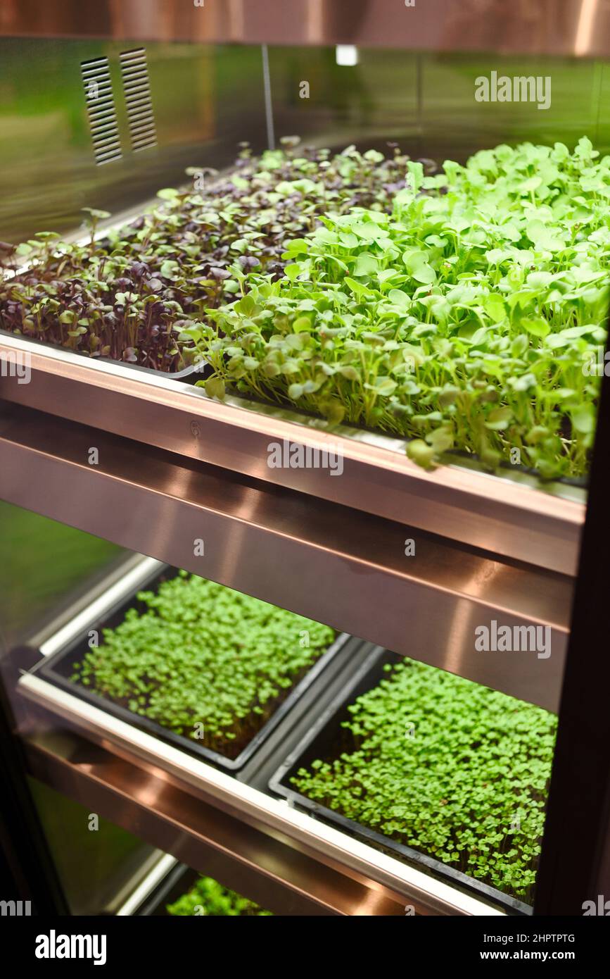 GardenChef Herb and Microgreen Growing Cabinets made by Carter Hoffmann on display at the ...