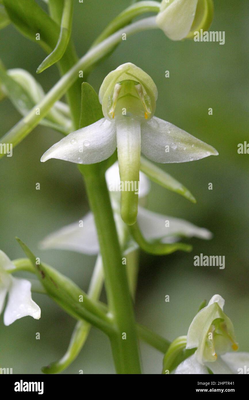 Chlorantha platanthera hi-res stock photography and images - Alamy