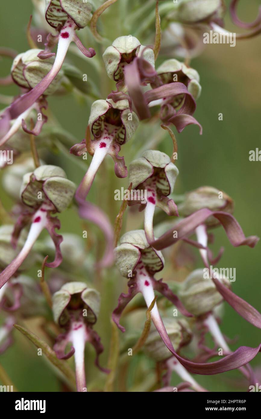 Lizard Orchid, Himantoglossum hircinum, Kent, England, UK Stock Photo ...