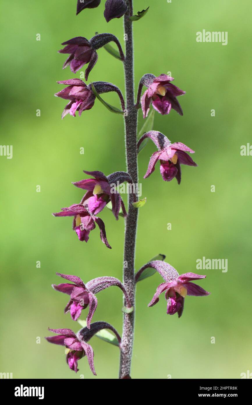 Dark-red Helleborine, Epipactis atrorubens, County Durham, England, UK ...