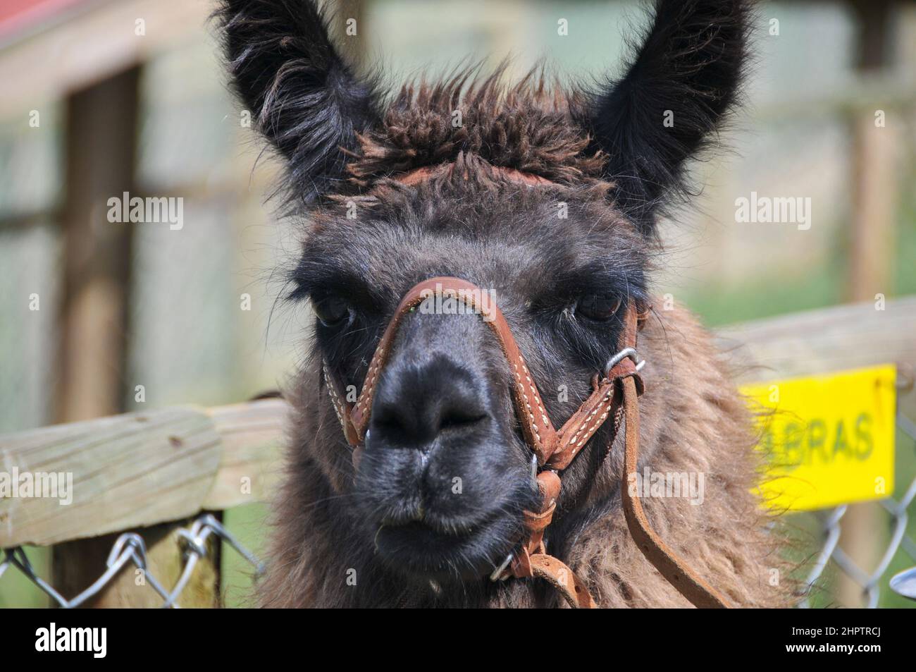 Selective focus of a brown fluffy llama wearing a bridle in the farm ...