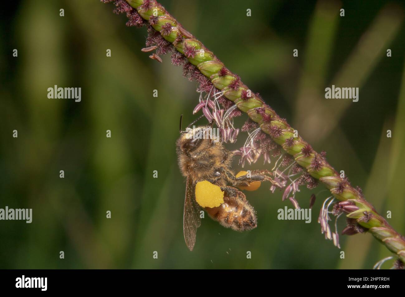 Honey bee with nectar bag climbing up a green plant Stock Photo - Alamy
