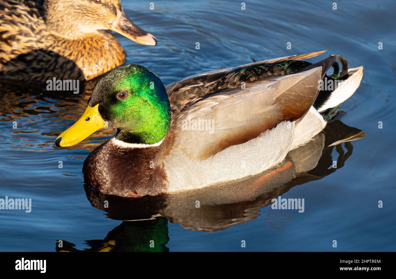 Mallard duck, green body, brownish body, wild duck, glossy green head ...