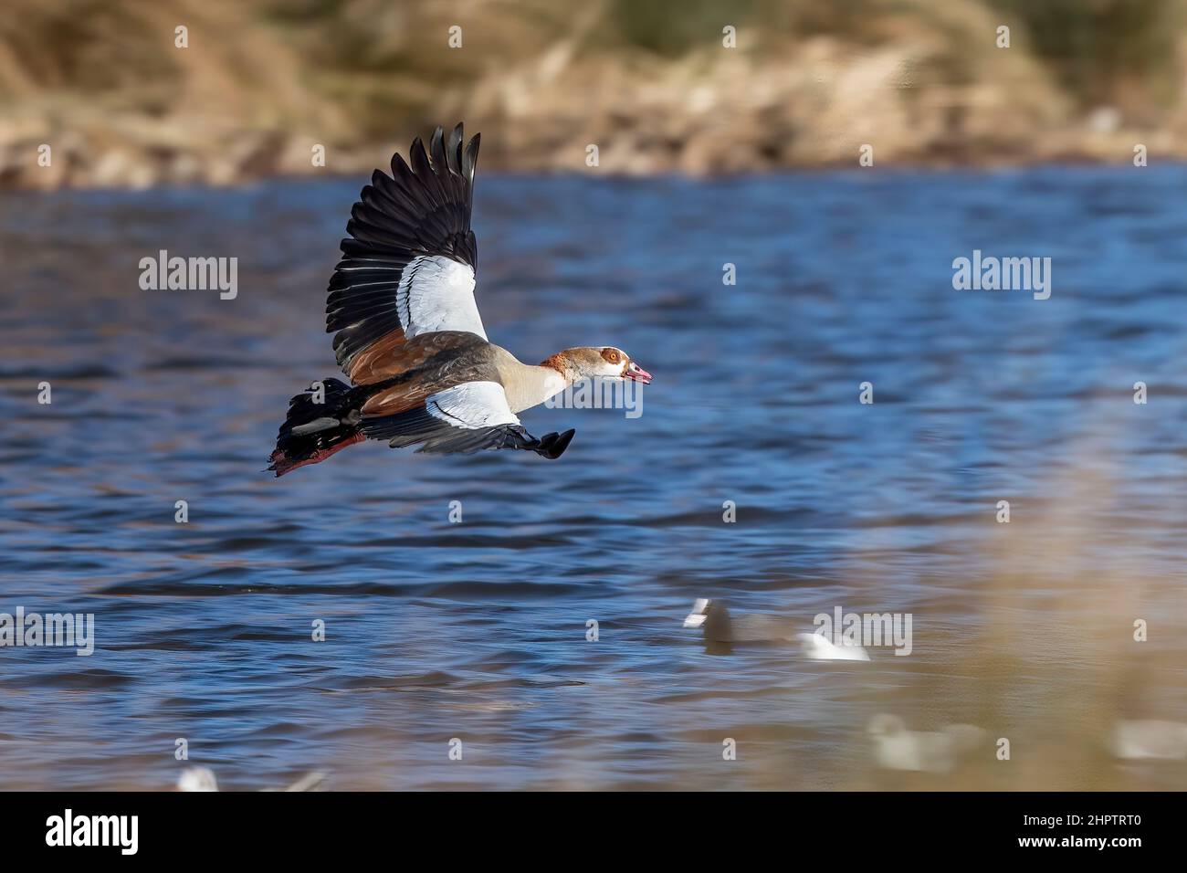 Majestic Egyptian goose flying low across the water Stock Photo - Alamy