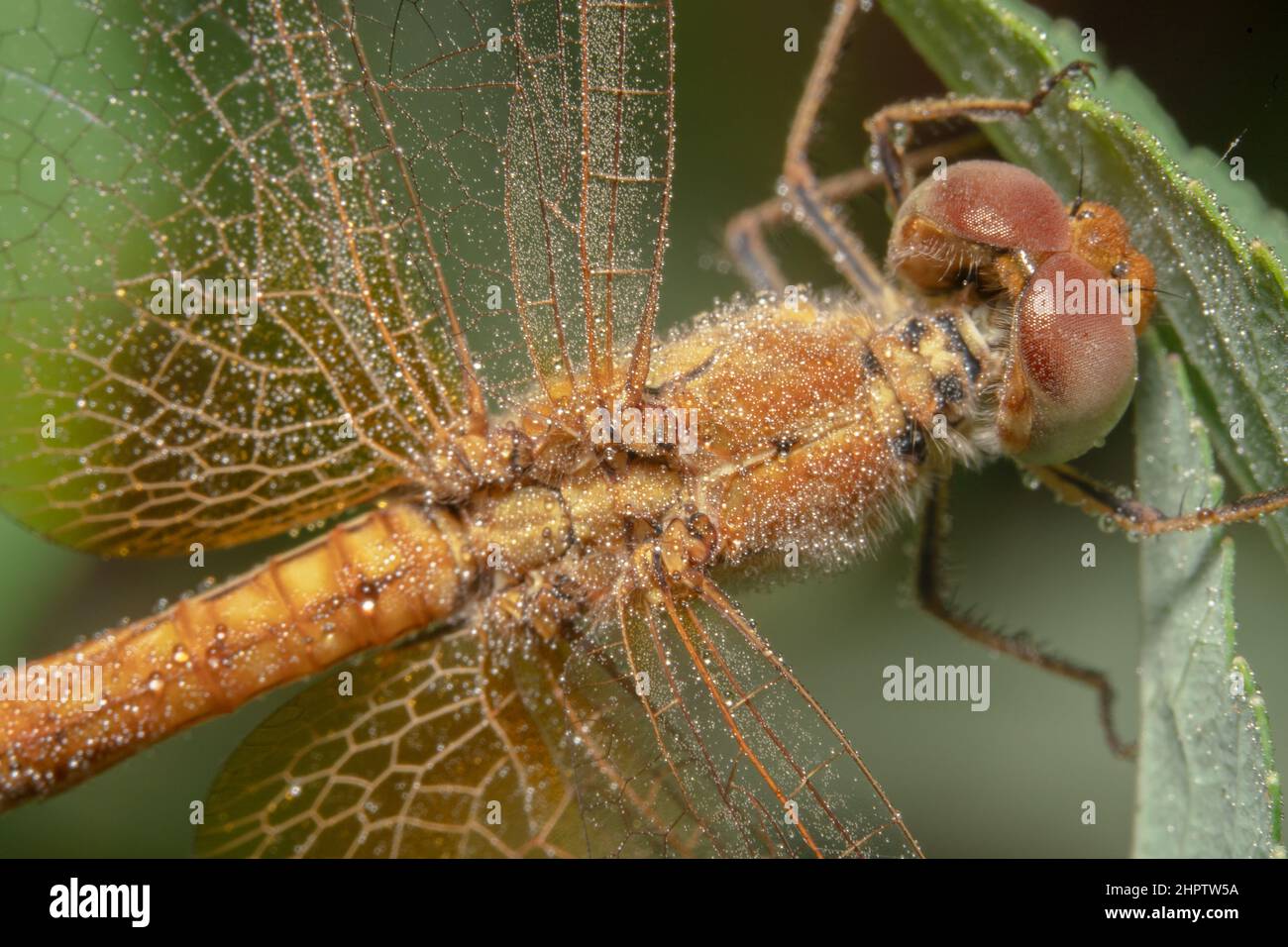 Top down shot of an orange dragonfly with vascular wings Stock Photo ...