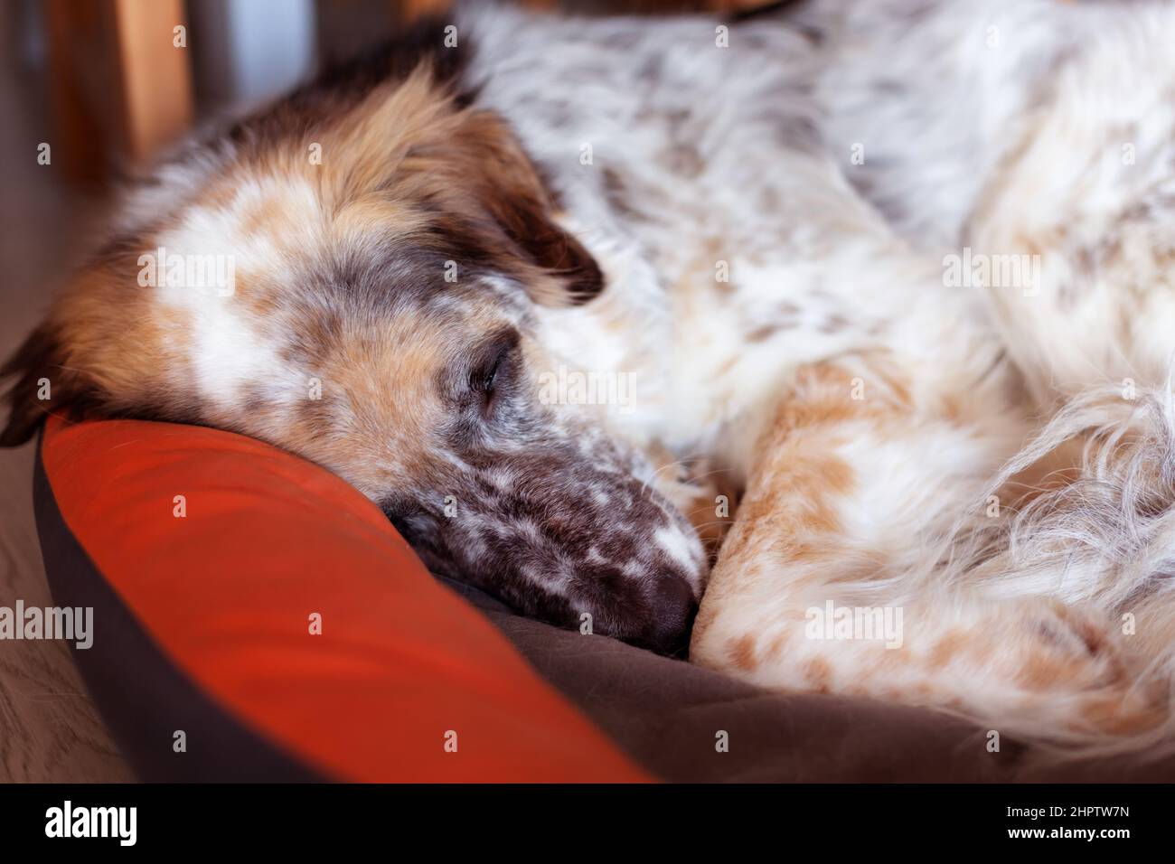 Big mutt dog hi-res stock photography and images - Alamy