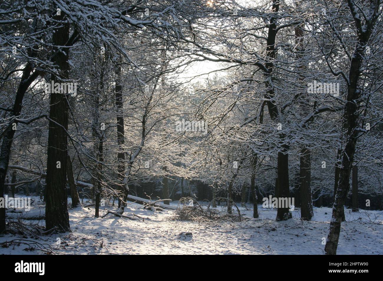 Snow landscape in the Staatsbossen in Sint Anthonis, Noord Brabant, The ...