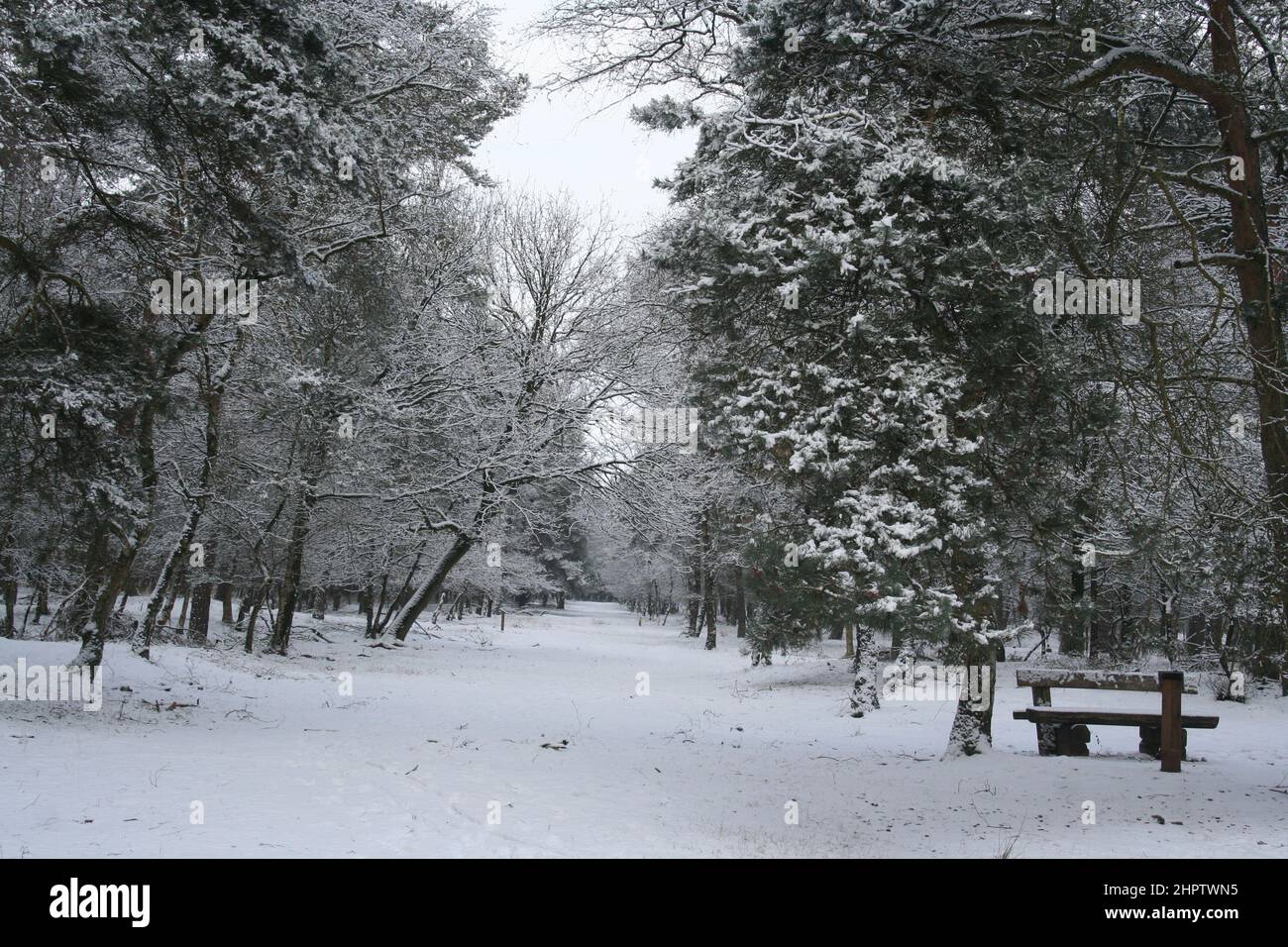 Snow landscape in the Staatsbossen in Sint Anthonis, Noord Brabant, The ...