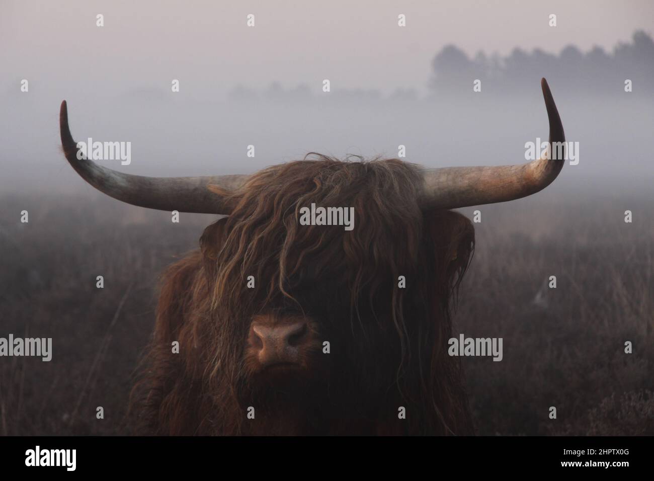 The head of a Scottish highlander up close in dense fog Stock Photo - Alamy