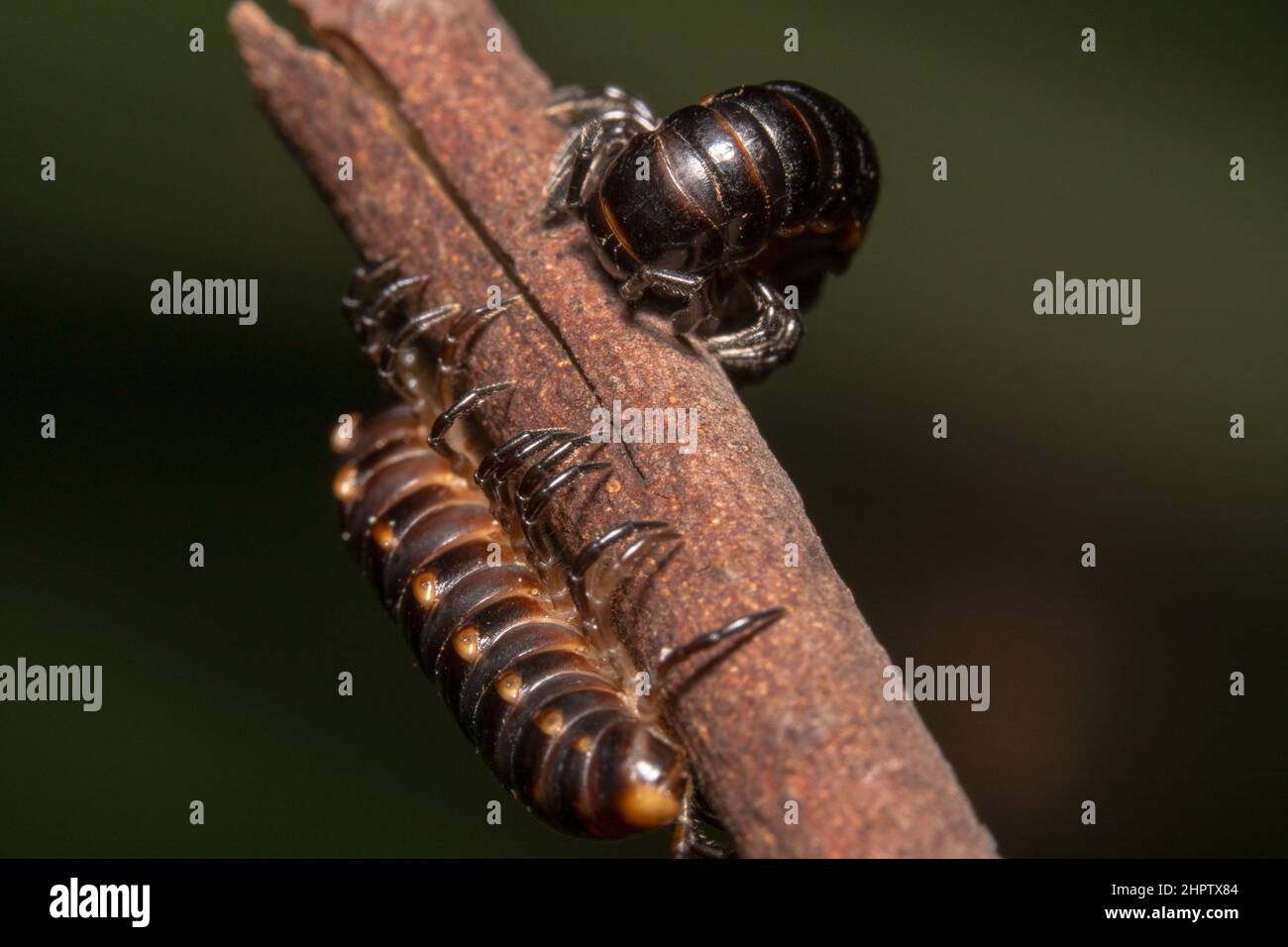 Australian black millipede curling onto a stick to climb up Stock Photo ...