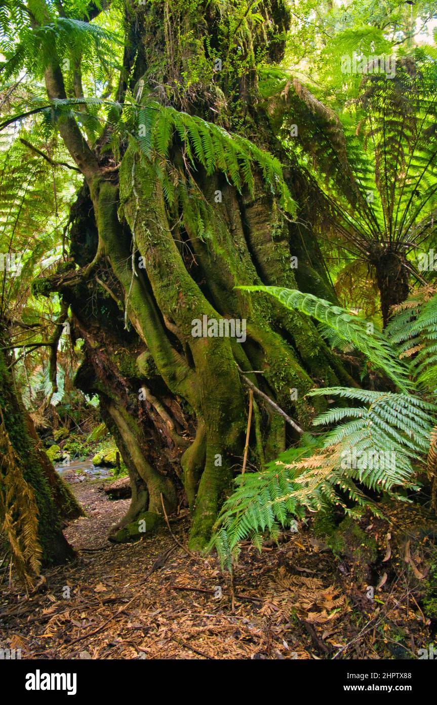 Giant old tree and tree ferns in the lush rainforest of Tarra Bulga ...