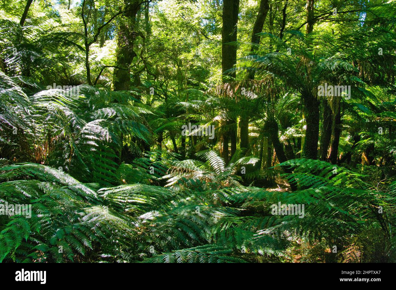 Rainforest with tree ferns hi-res stock photography and images - Alamy
