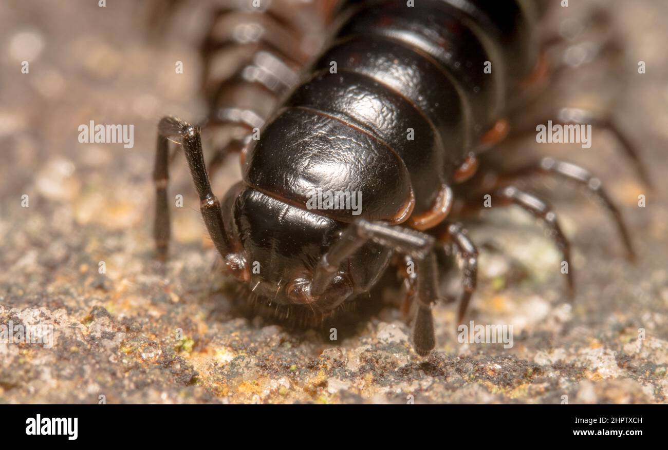 Close up shot of an Australian millipede with big head and long legs ...