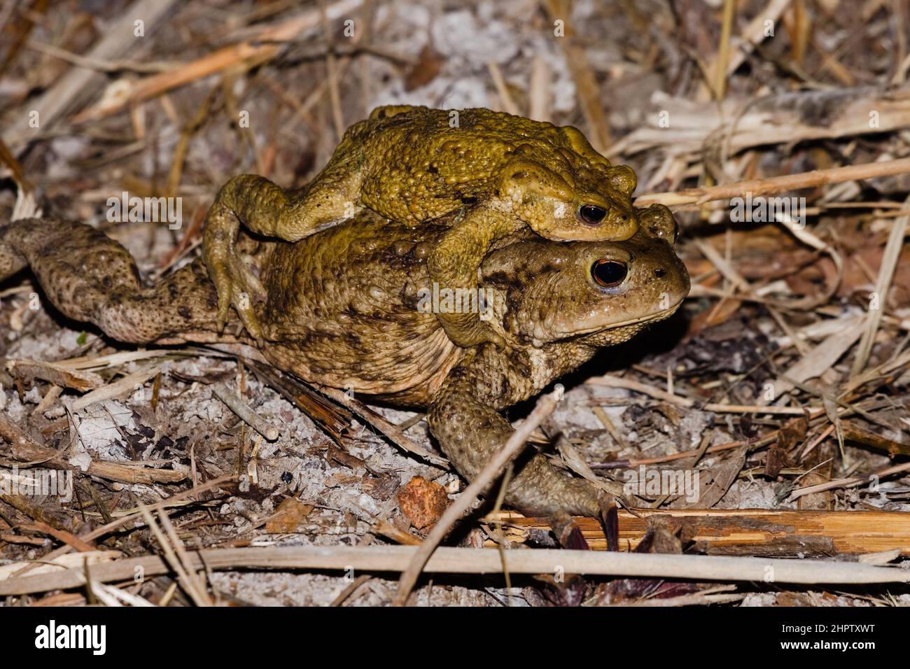 Reproductive behaviour of a couple of European common toad mating ...
