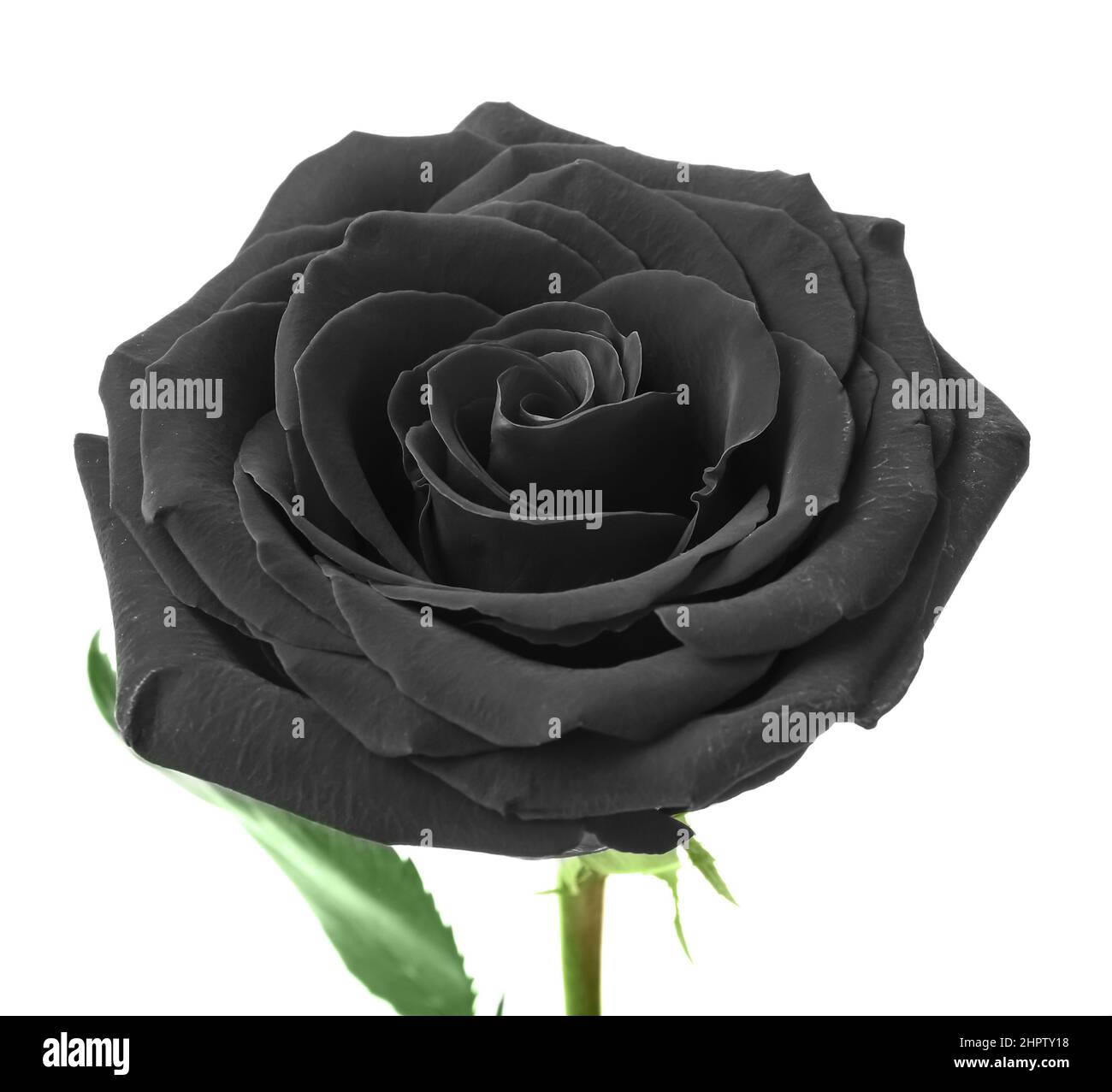 Fresh black rose on white background Stock Photo - Alamy