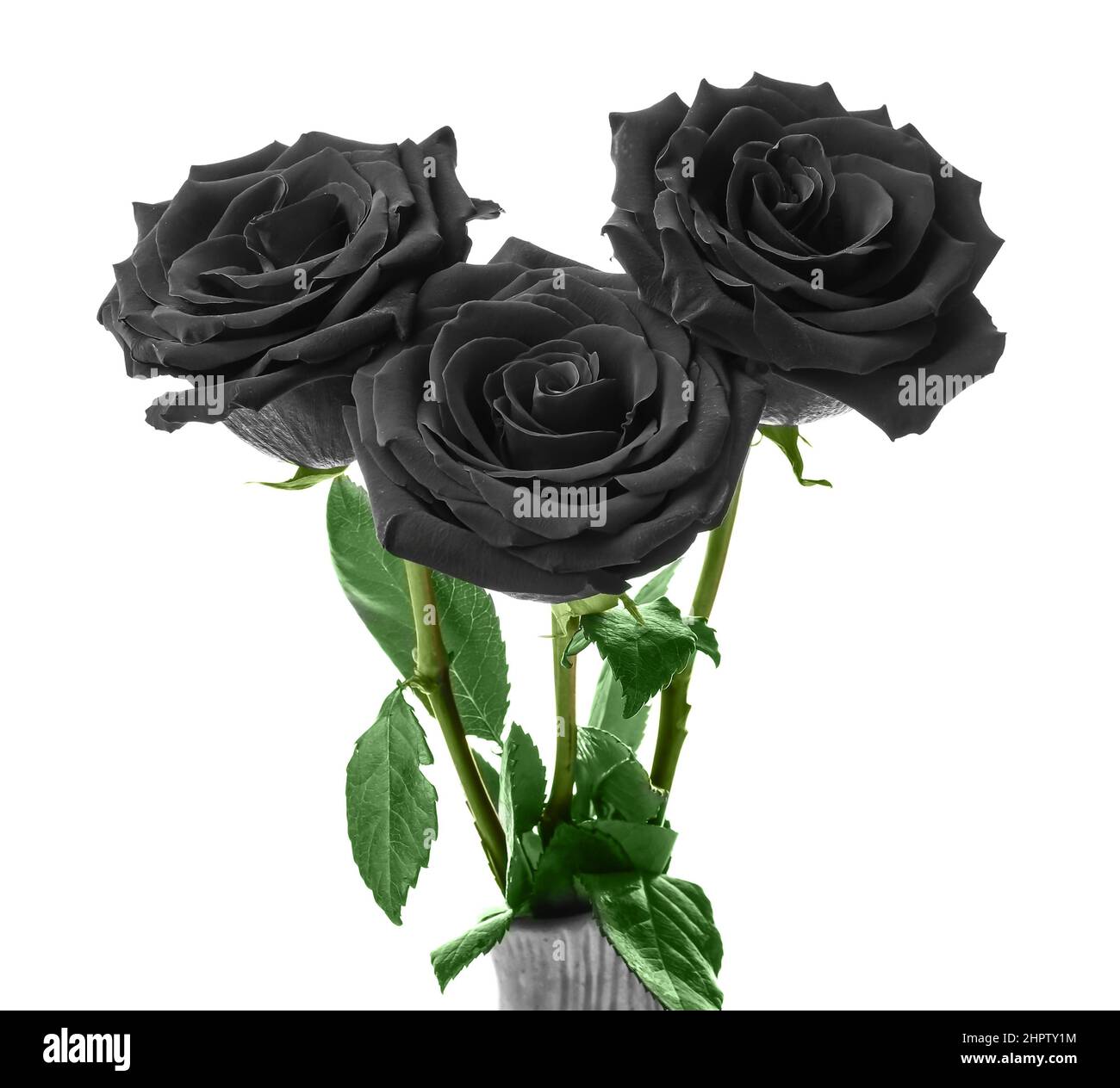Fresh black roses on white background Stock Photo - Alamy