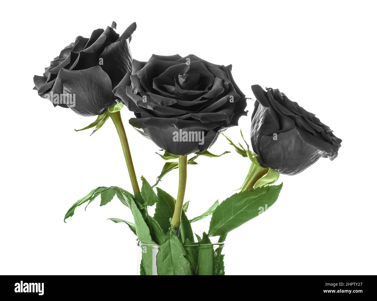 Fresh black roses on white background Stock Photo - Alamy